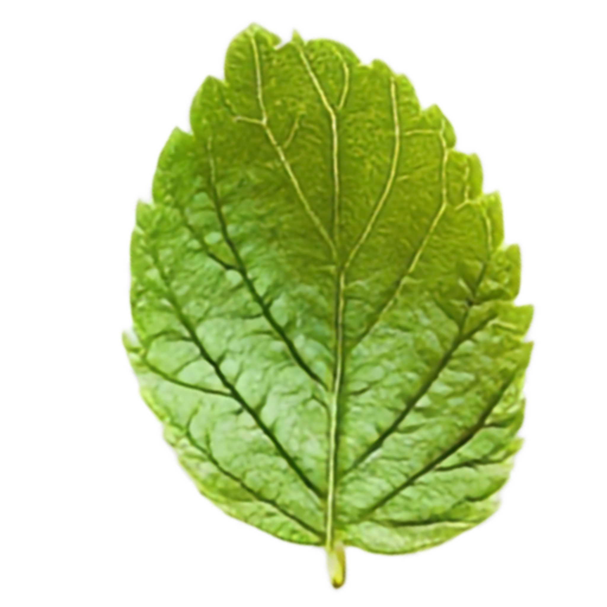 Yacca Nutra – Sip the Power of Antioxidants.